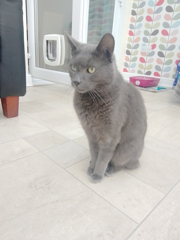 Soft Cats or Furry Cats? - Forums - MyAnimeList.net