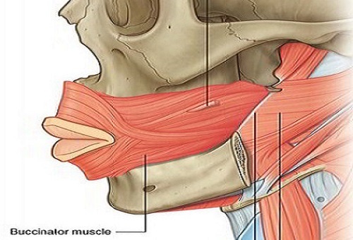 For Incels: ''Male advantage'' Males never peak, they just get better ...