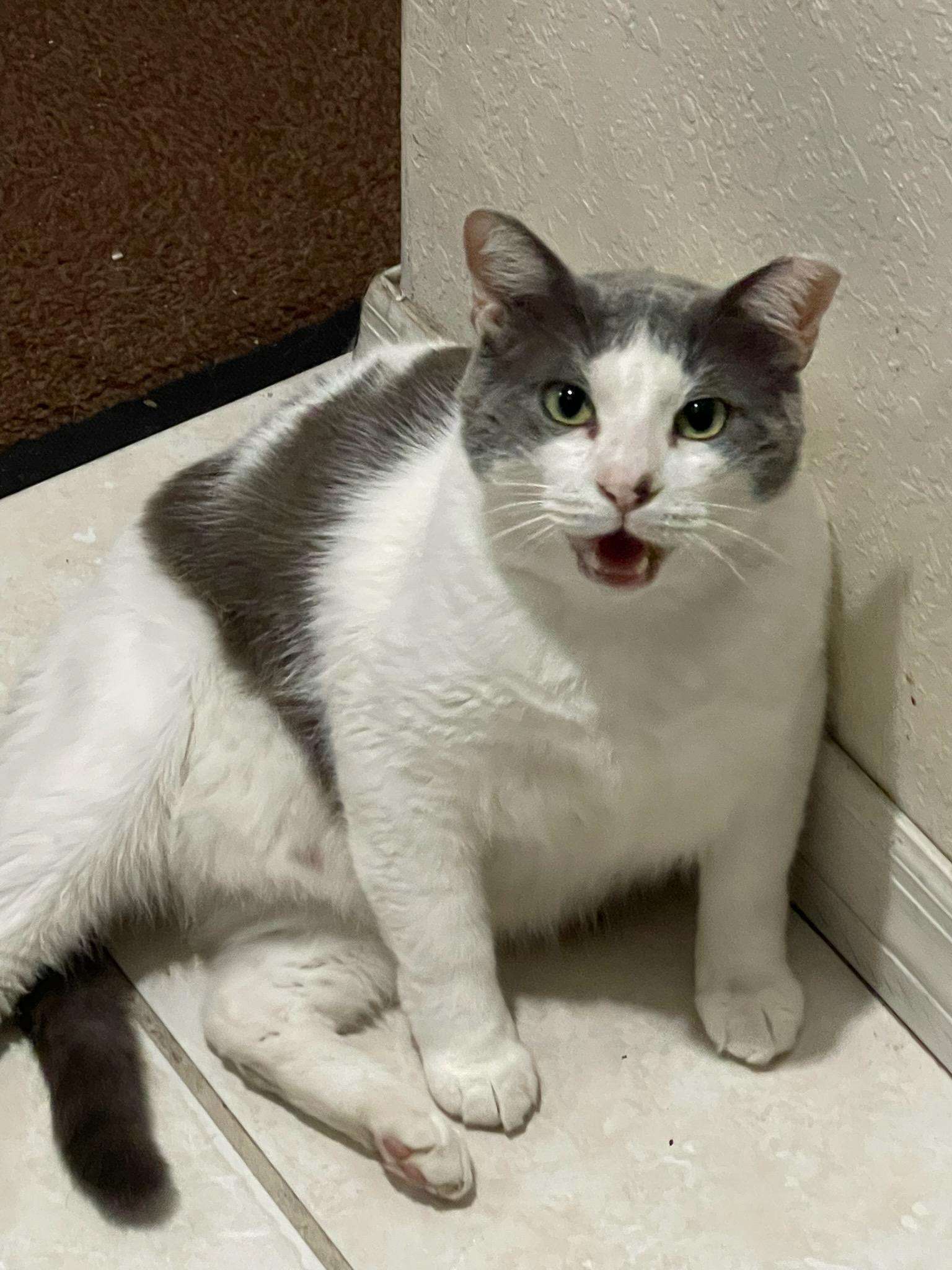 Soft Cats or Furry Cats? - Forums - MyAnimeList.net