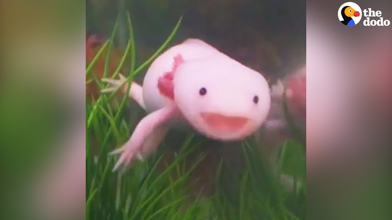 Wild Axolotl racing towards extinction because of crap and carp ...