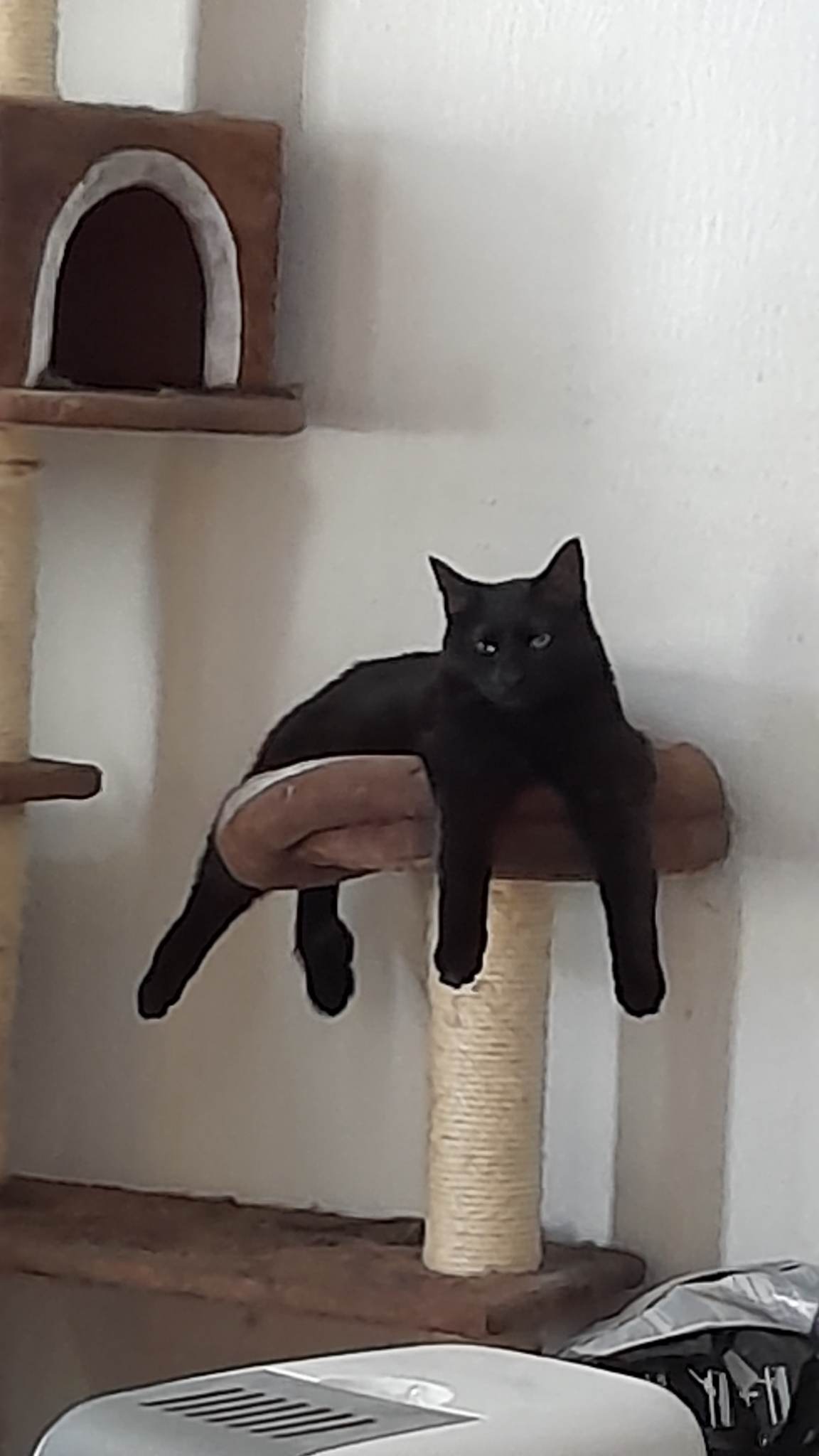 Cats (200 - ) - Forums - MyAnimeList.net