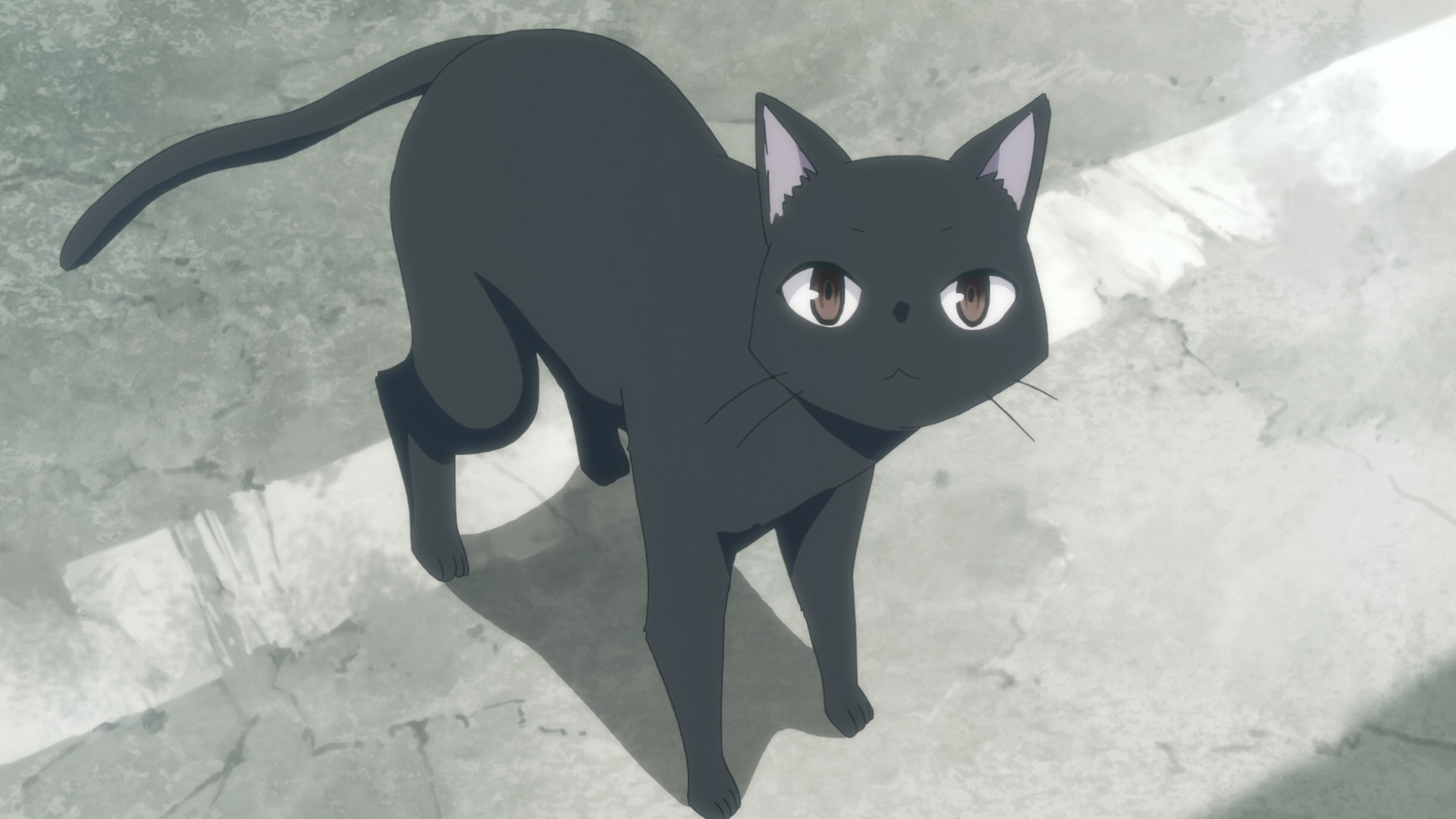 Cats (100 - ) - Forums - MyAnimeList.net