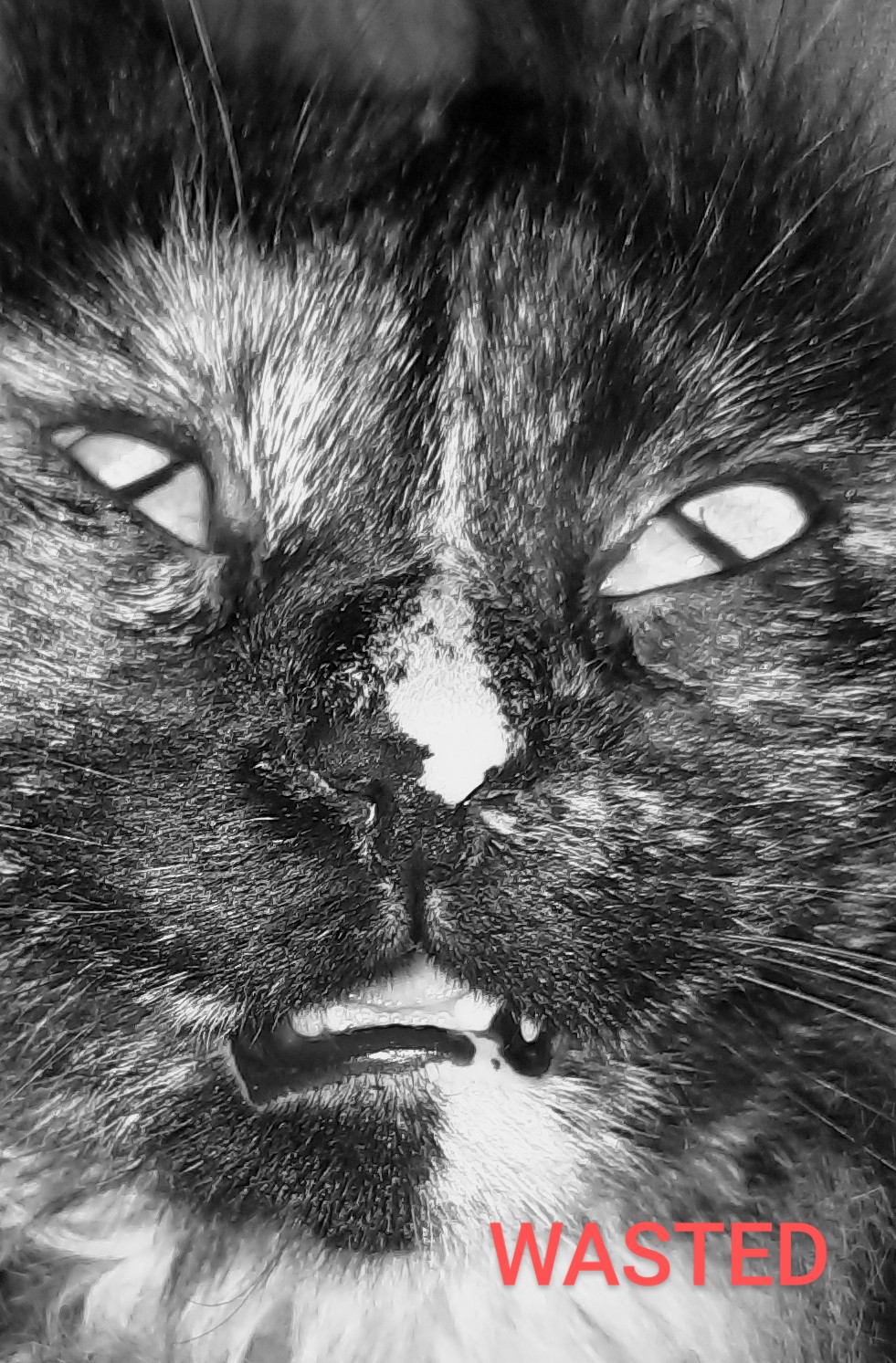 Do you own a cat? ≽^•⩊•^≼ - Forums - MyAnimeList.net