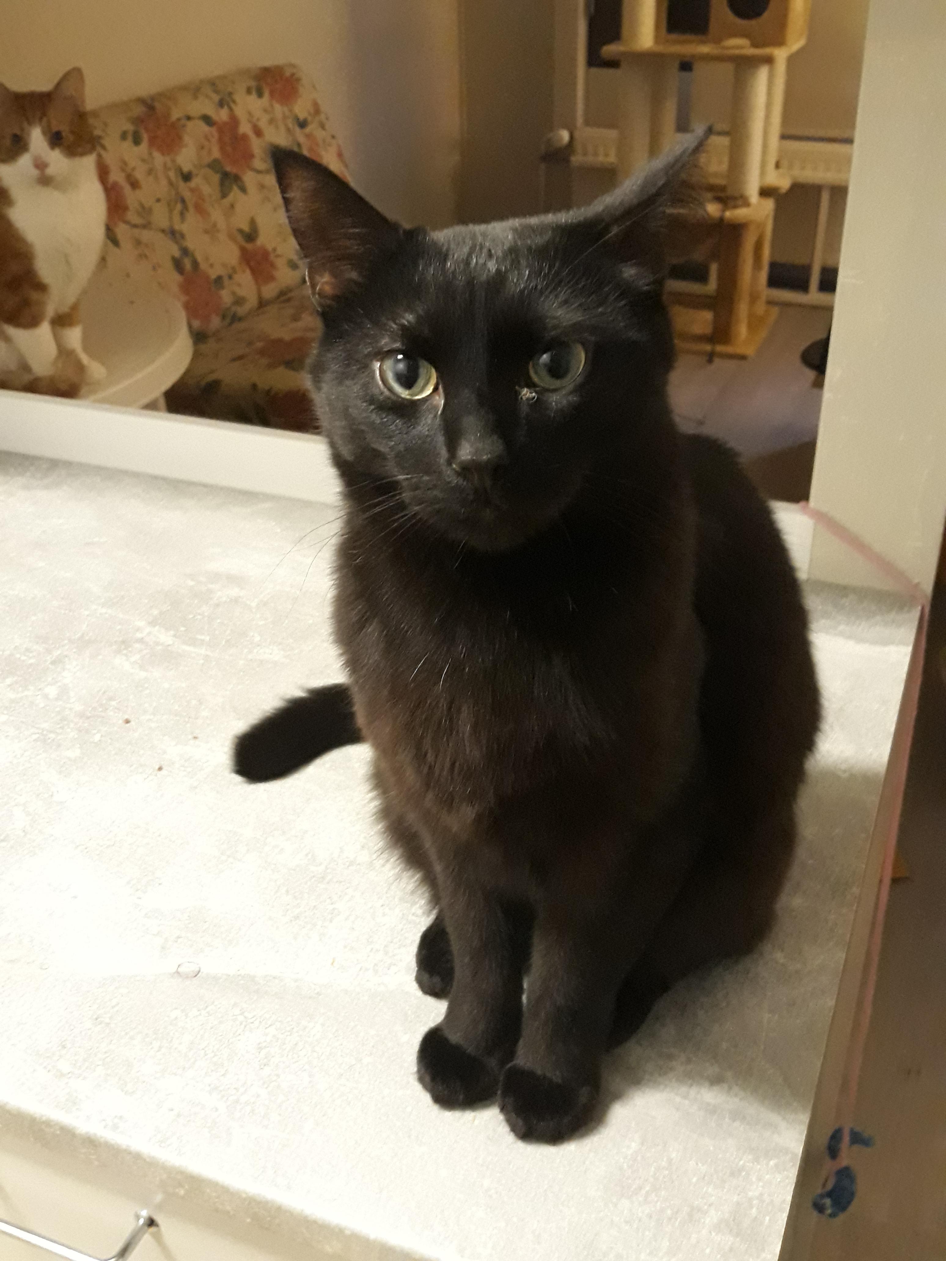 Cats (200 - ) - Forums - MyAnimeList.net