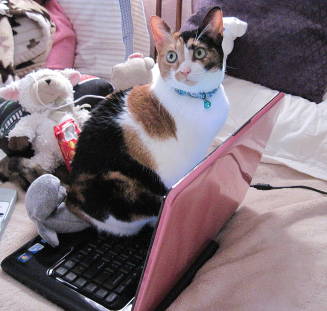 Cats (100 - ) - Forums - MyAnimeList.net