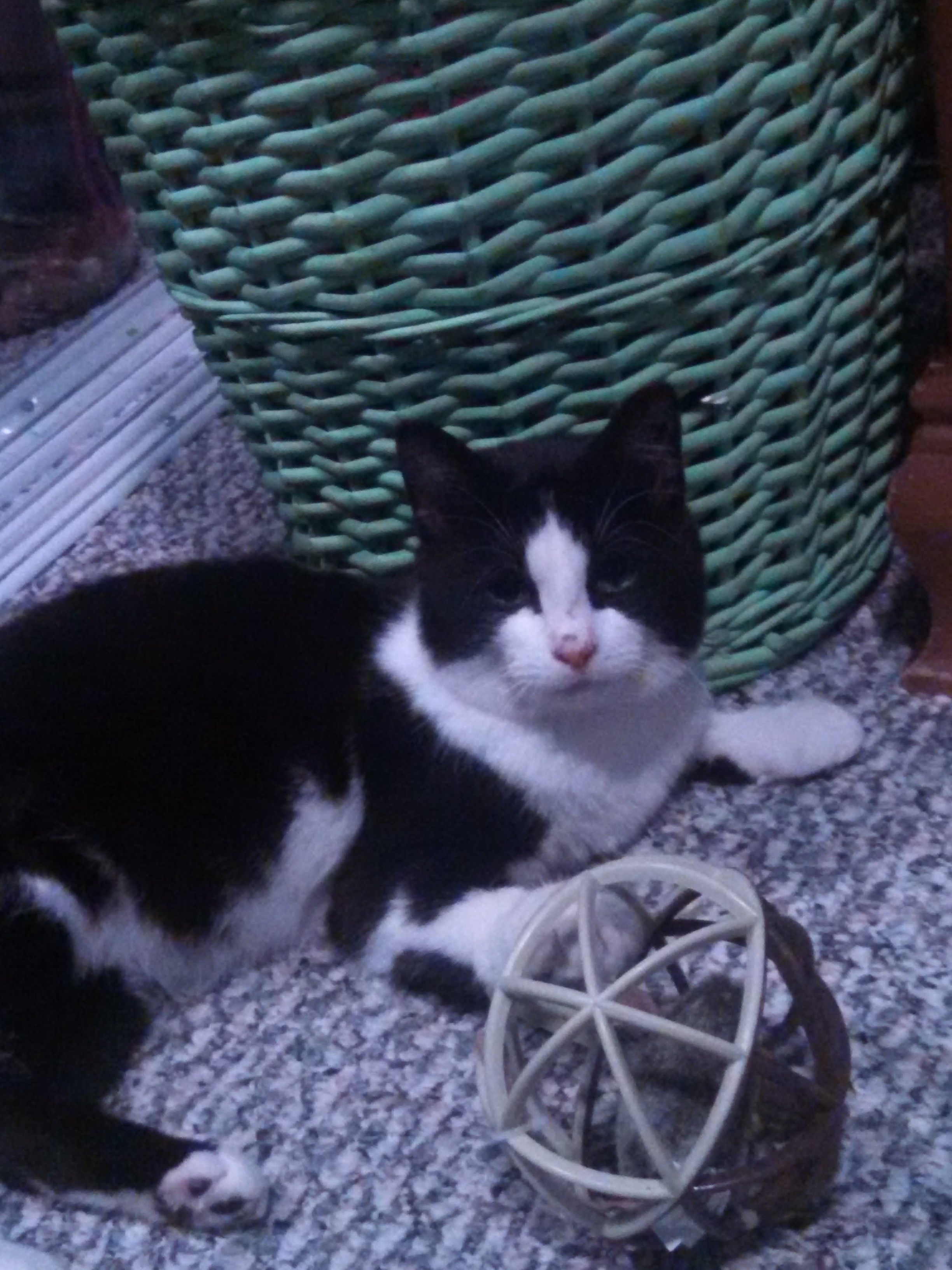 KITTY THREAD - POST SOME PUSSIES (50 - ) - Forums - MyAnimeList.net