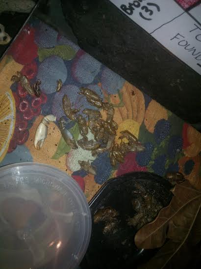 Cicada shell collecting - Forums - MyAnimeList.net