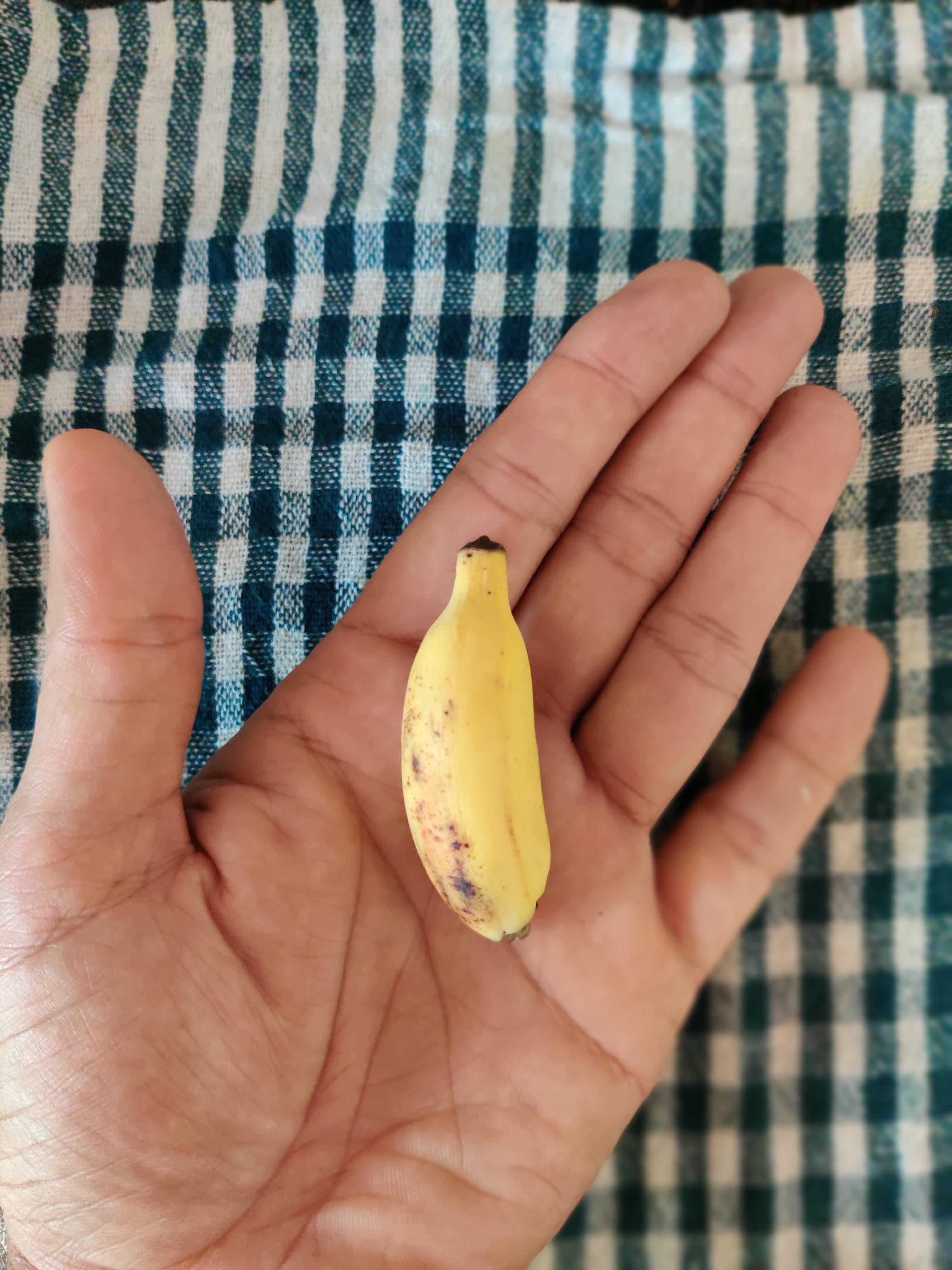 Who wants some banana? - Forums - MyAnimeList.net