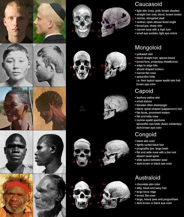 Where did the big nose trop in Europeans come from? - Forums ...